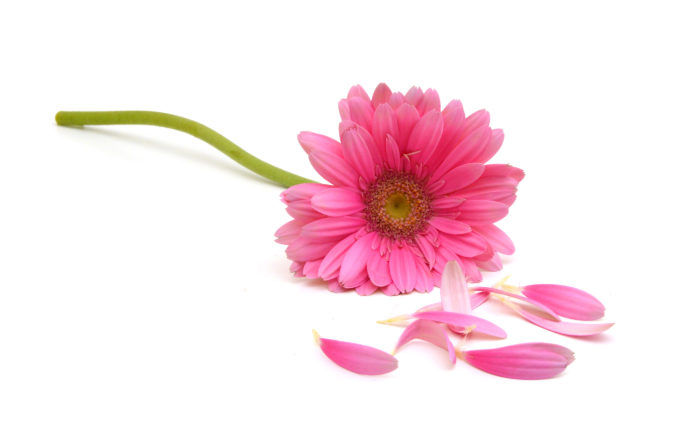 Dear Broken Flower... | The Weight She Carries